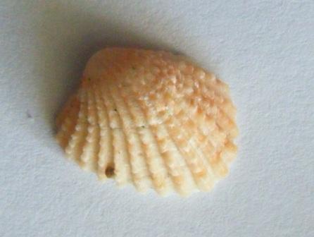 Glans elegans o Glans aculeata? , Natura Mediterraneo | Forum Naturalistico